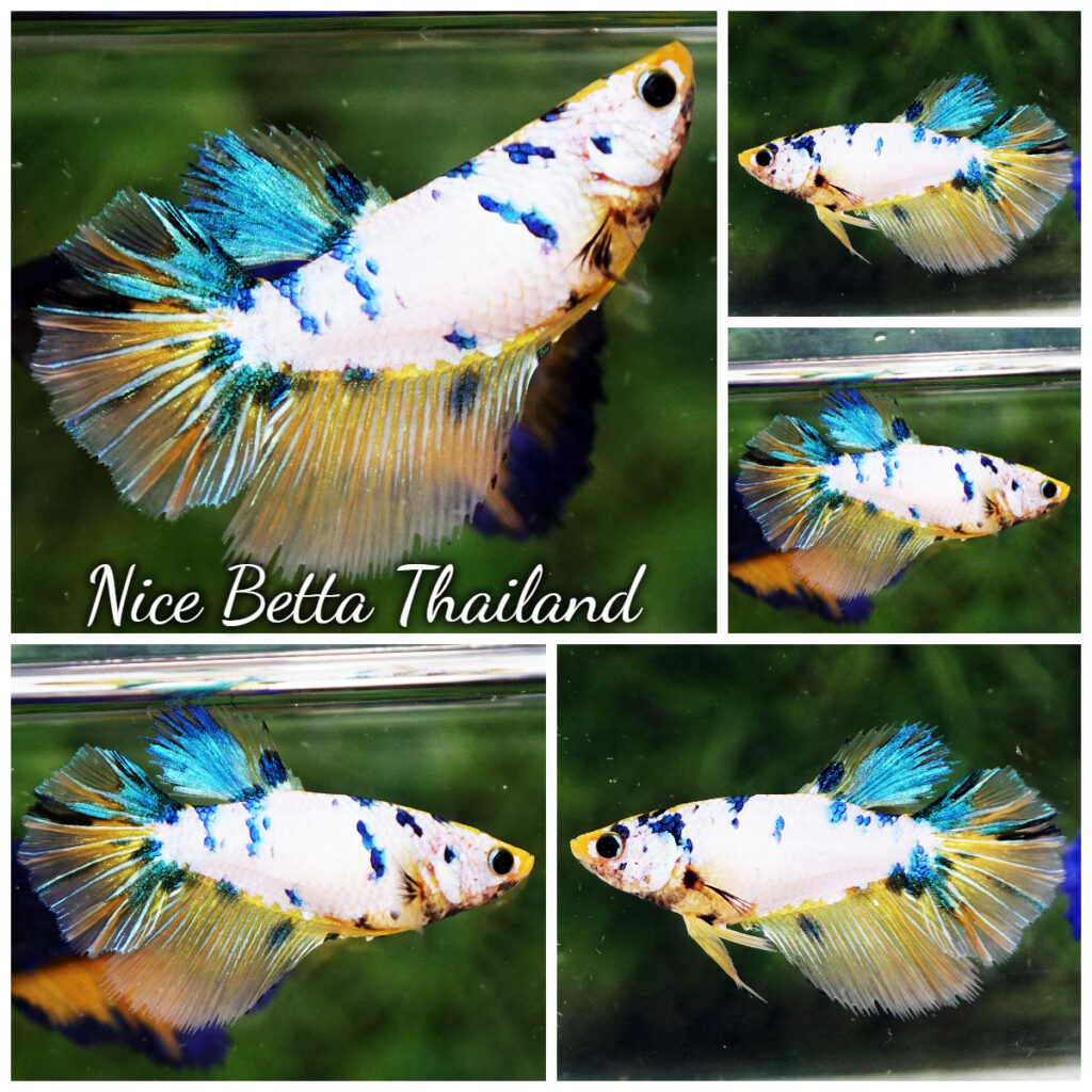 Betta fish shop - nicebettathailand.com