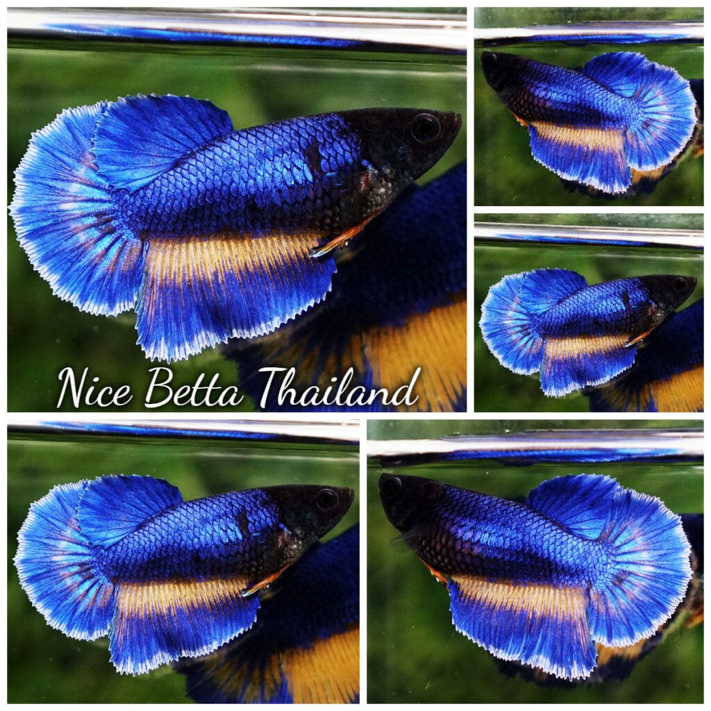 Betta fish Female Blue Mustard Gas Ninja Head HM - nicebettathailand.com