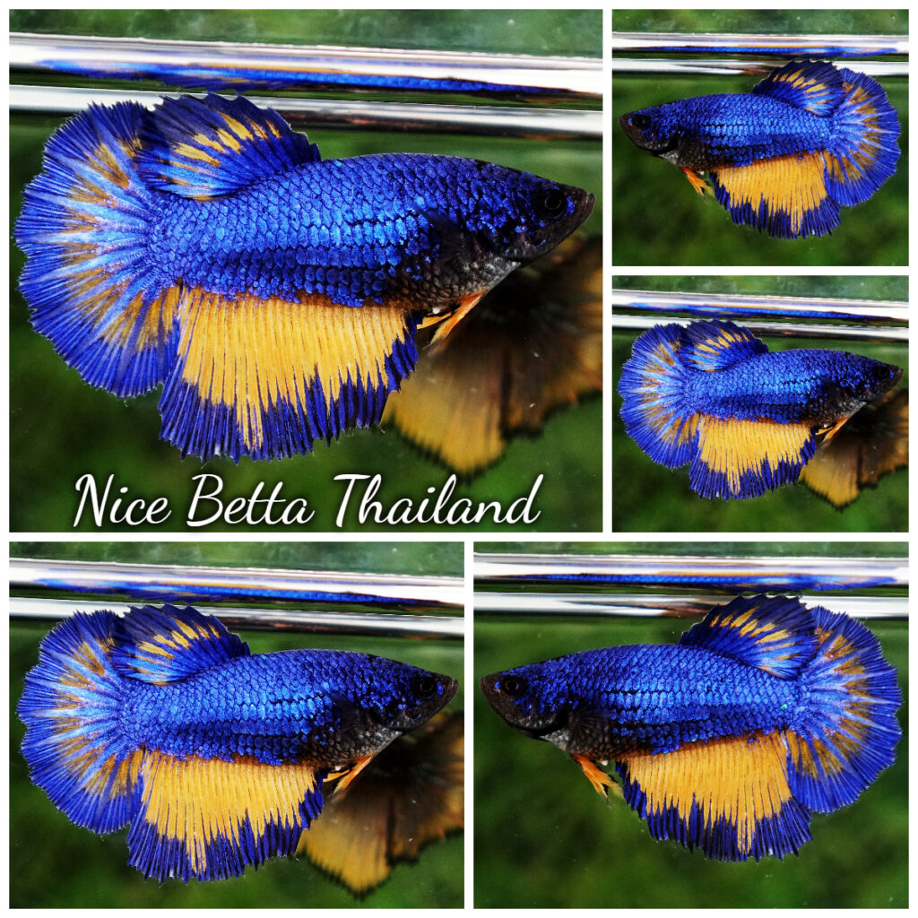 Betta fish Queen Blue Mustard Gas Butterfly HM - nicebettathailand.com
