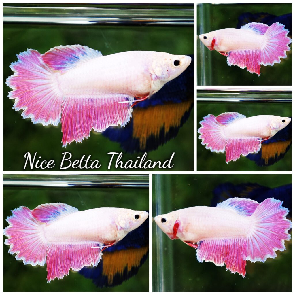 Betta fish Snow Pink Rosetail HM - nicebettathailand.com