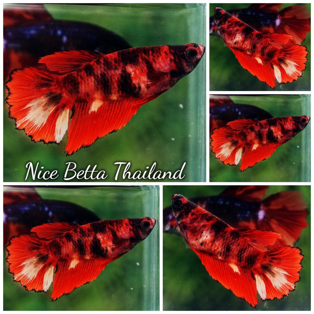 Betta fish Female Red Tiger HM - nicebettathailand.com