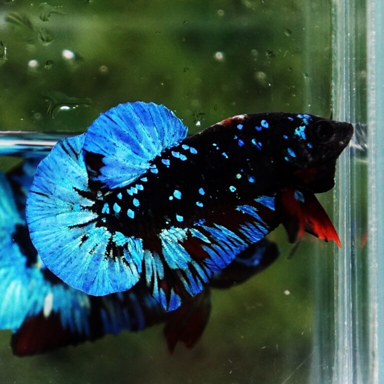 Betta fish Avatar Blue Black Star OHMPK - nicebettathailand.com