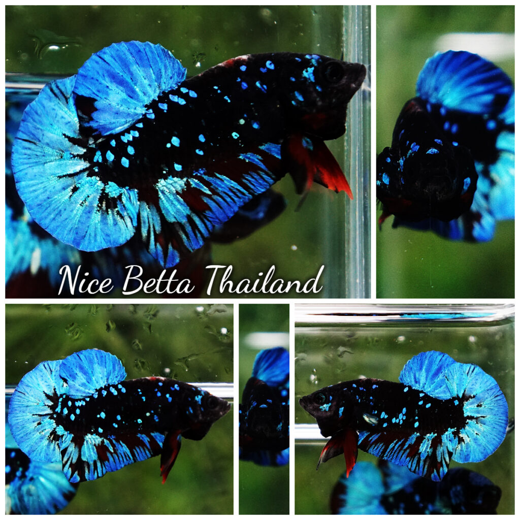 Betta fish Avatar Blue Black Star OHMPK - nicebettathailand.com