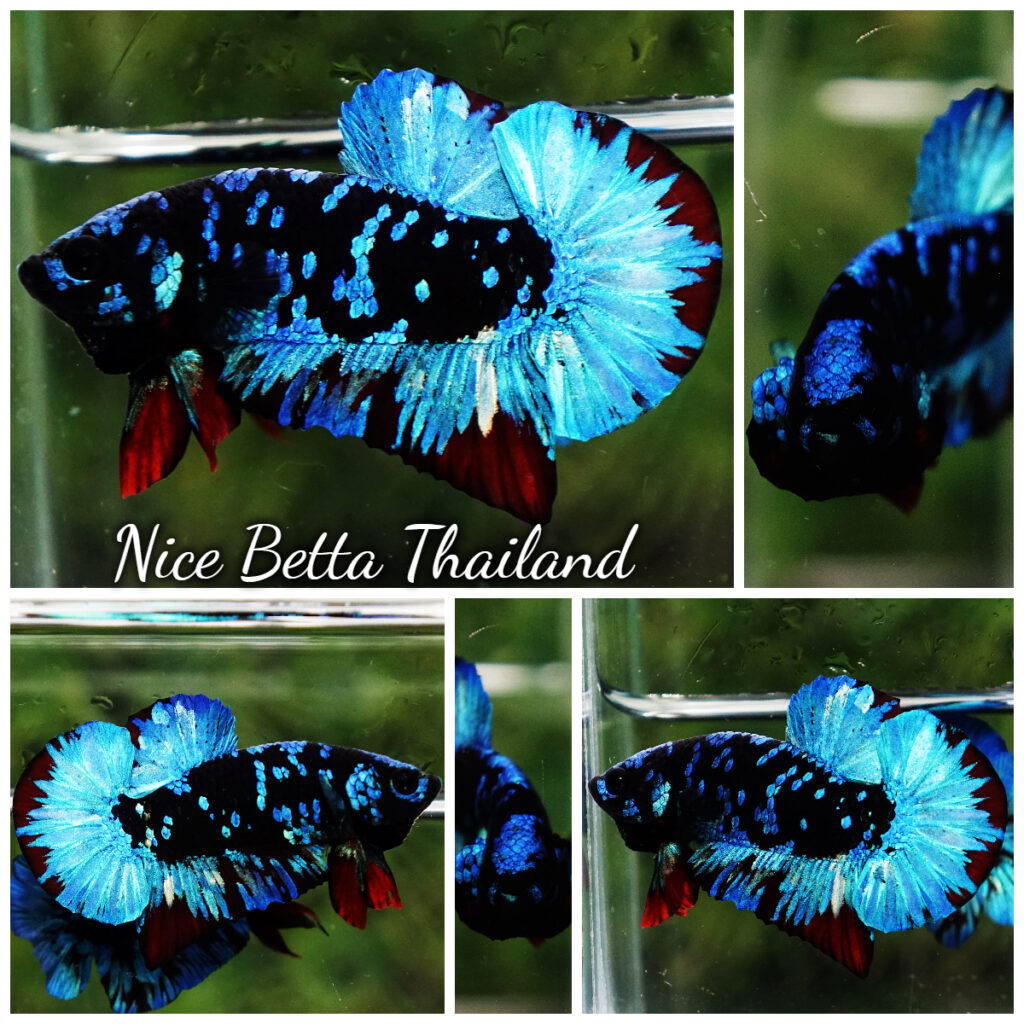 Avatar Betta Fish for Sale - nicebettathailand.com