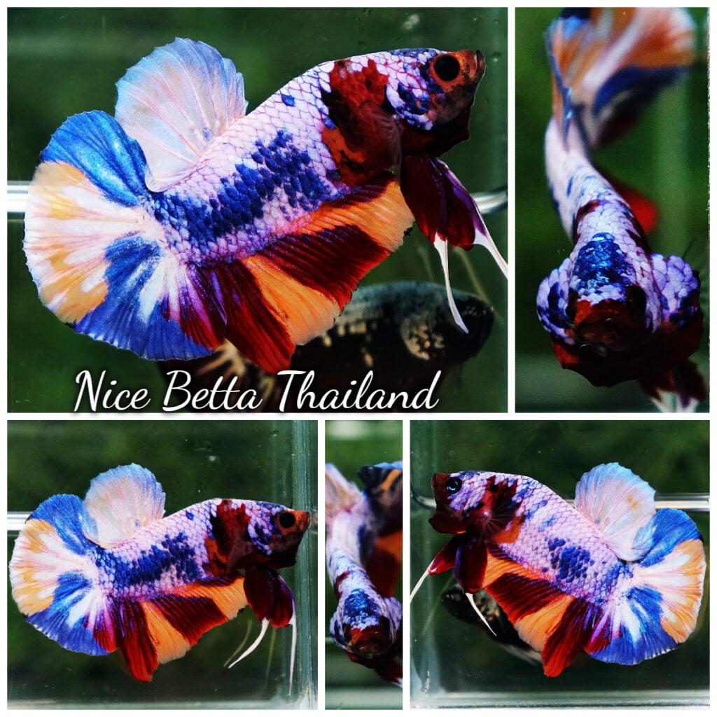 Betta fish Rainbow Candy Nemo HMPK - nicebettathailand.com