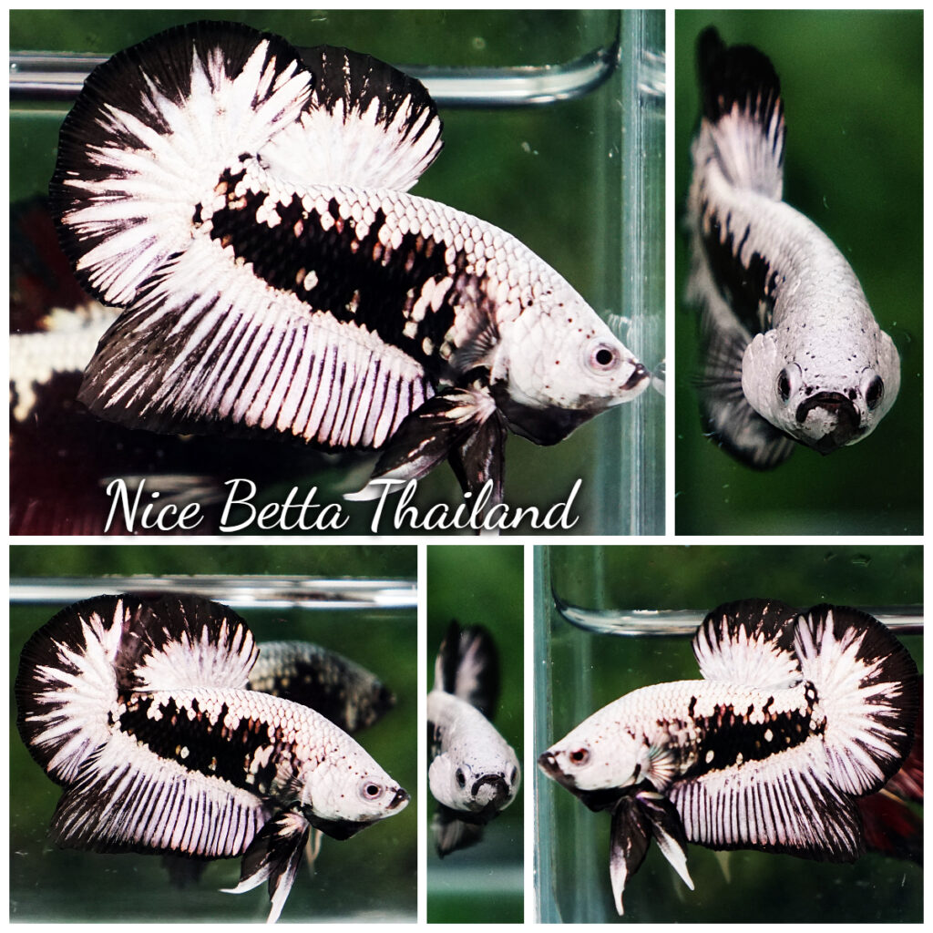 Samurai betta fish for Sale - nicebettathailand.com