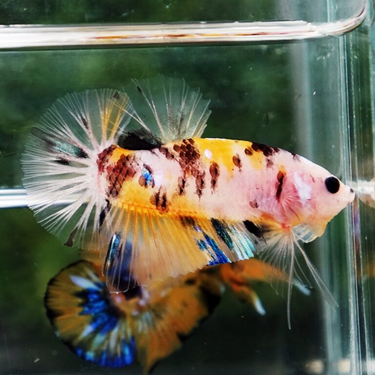 Betta fish Yellow Tiger Koi HMPK - nicebettathailand.com