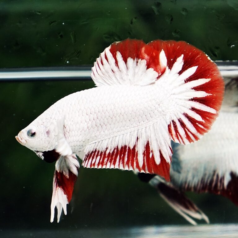 Betta fish Platinum Red Rim Dragon OHMPK - nicebettathailand.com
