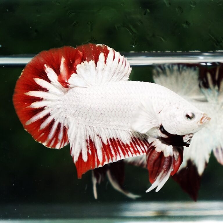 Betta fish Platinum Red Rim Dragon OHMPK - nicebettathailand.com