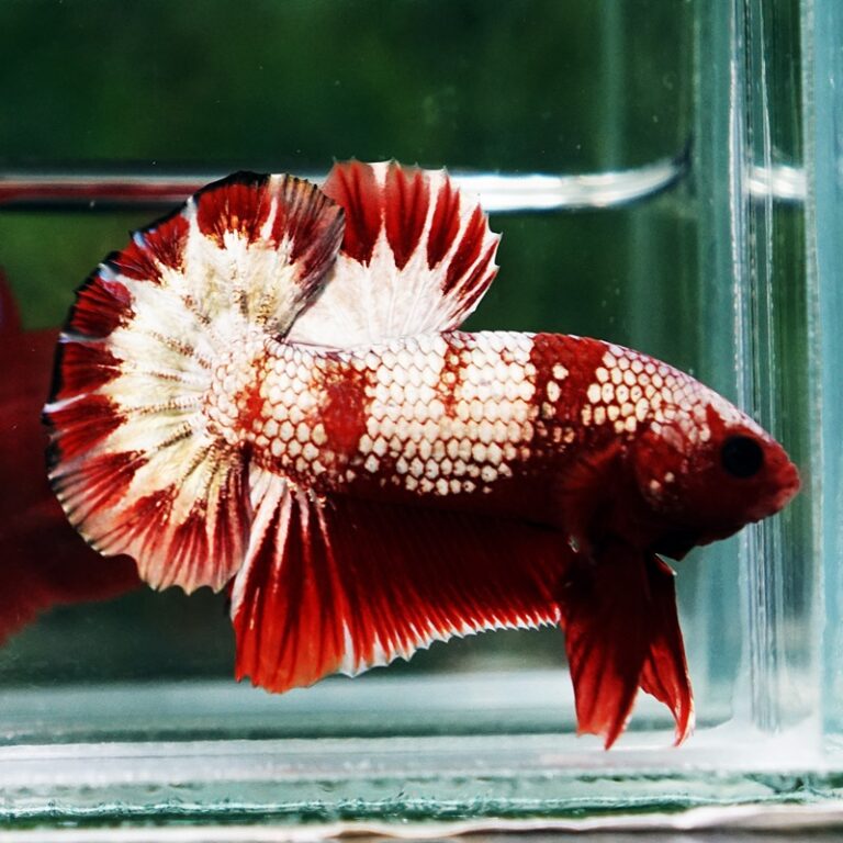 Betta Fish OHMPK Sparkle Fancy Red Zebra (Ultra Rare ...