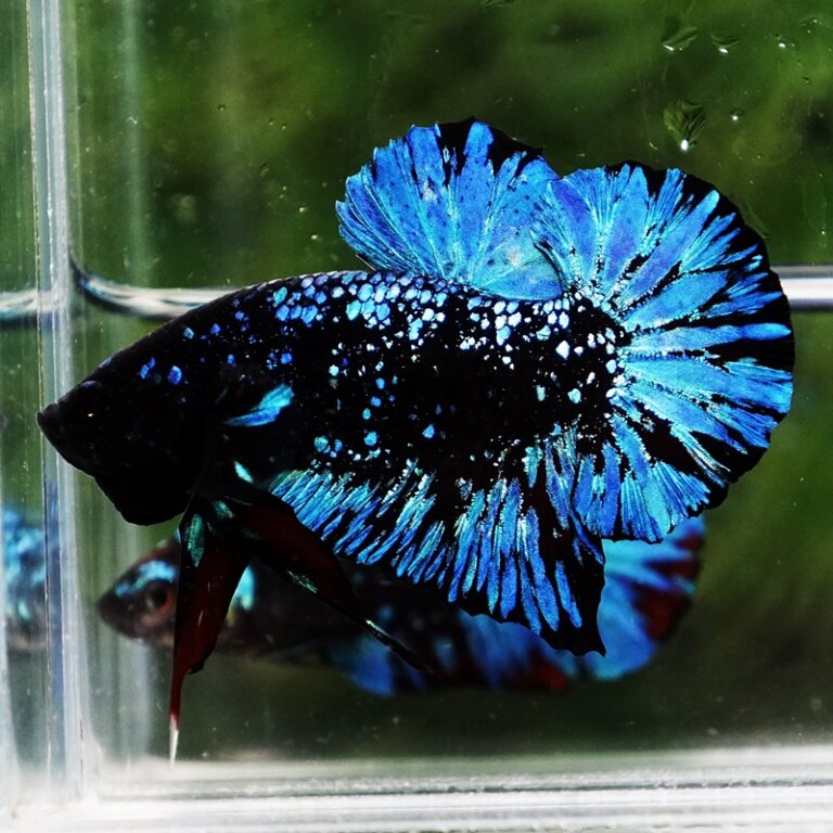 Avatar Betta Fish for Sale - nicebettathailand.com