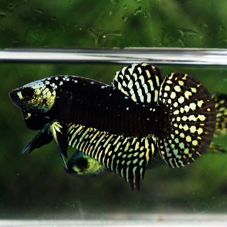Samurai betta fish for Sale - nicebettathailand.com