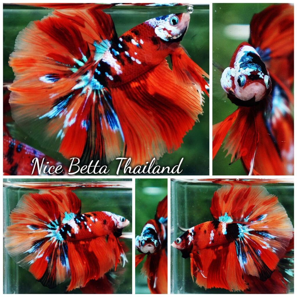 Half Moon Betta (HM) - nicebettathailand.com