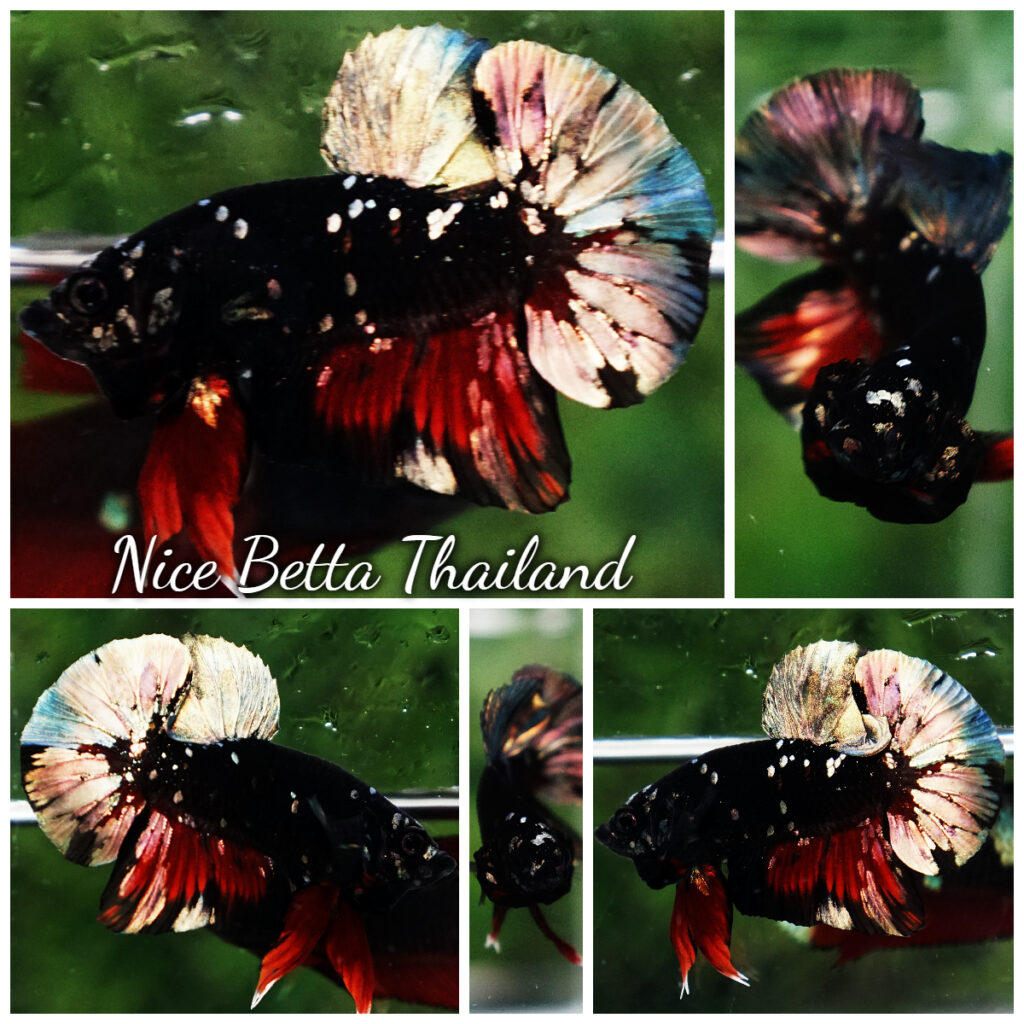 Betta fish Avatar Copper Caraxes HMPK - nicebettathailand.com