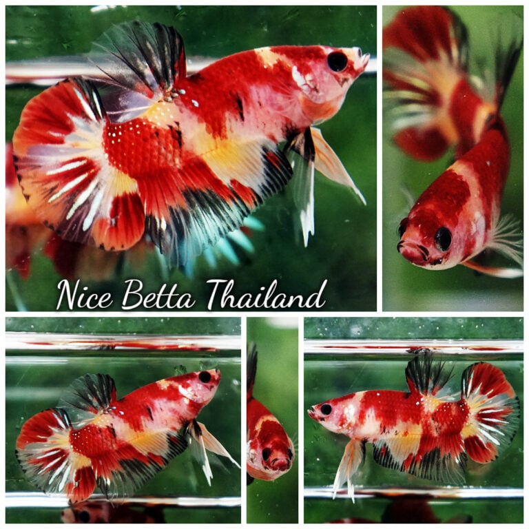 Male Halfmoon Plakat Betta - nicebettathailand.com