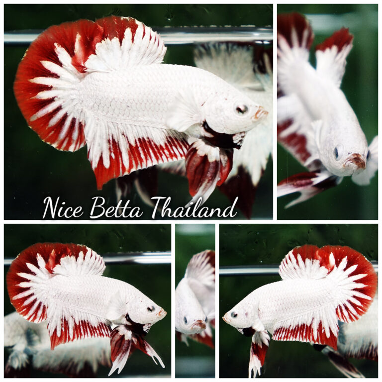 Betta fish Platinum Red Rim Dragon OHMPK - nicebettathailand.com