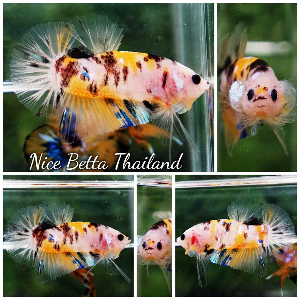 Betta fish Yellow Tiger Koi HMPK - nicebettathailand.com