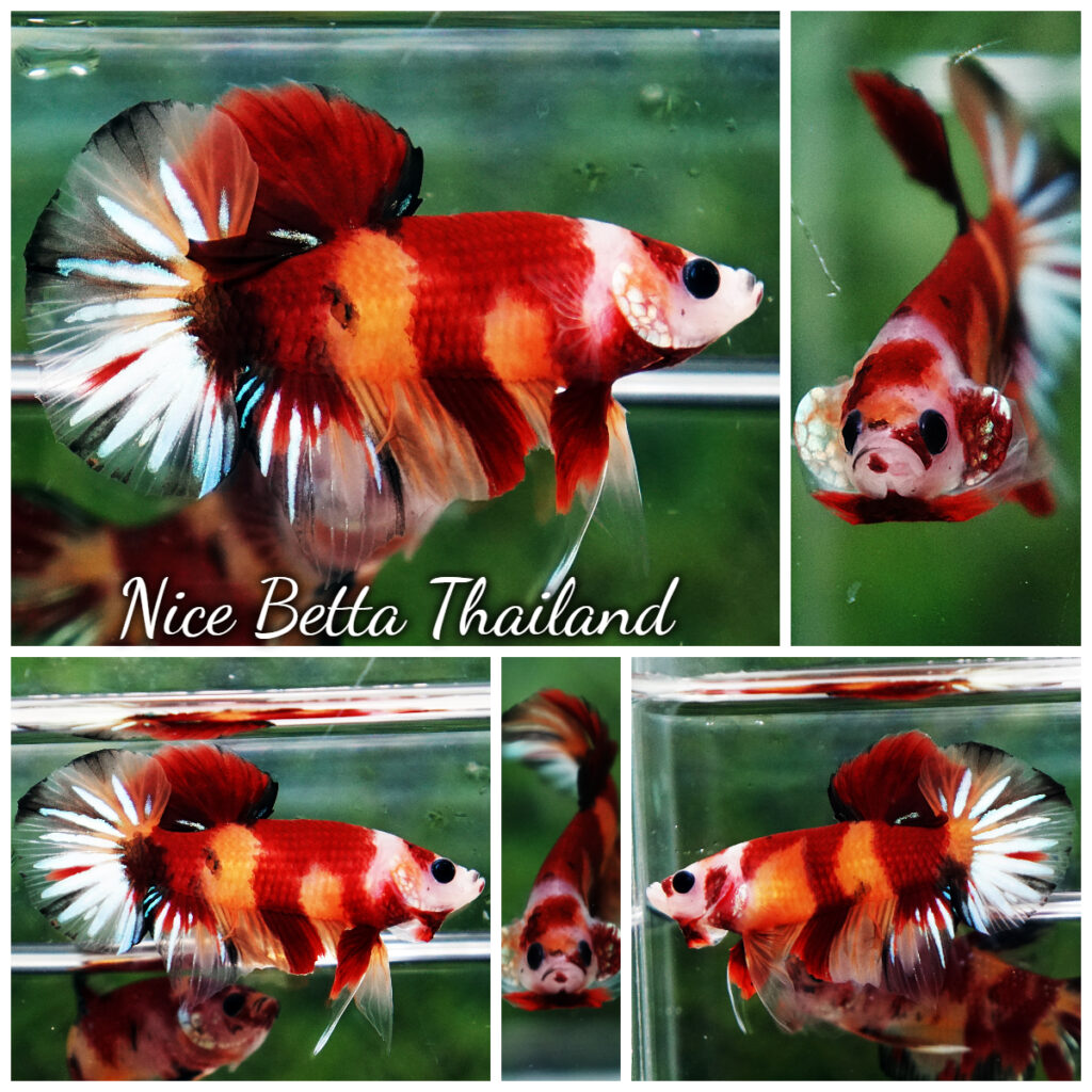 Male Halfmoon Plakat Betta - nicebettathailand.com