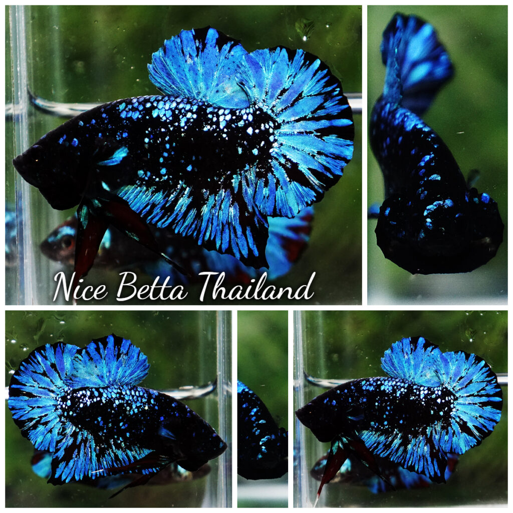Avatar Betta Fish for Sale - nicebettathailand.com
