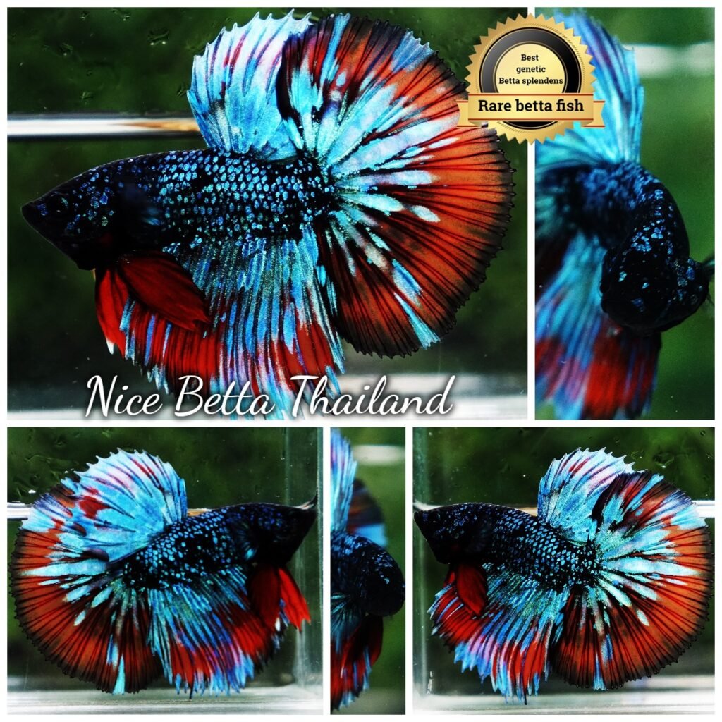 Avatar Betta Fish for Sale - nicebettathailand.com