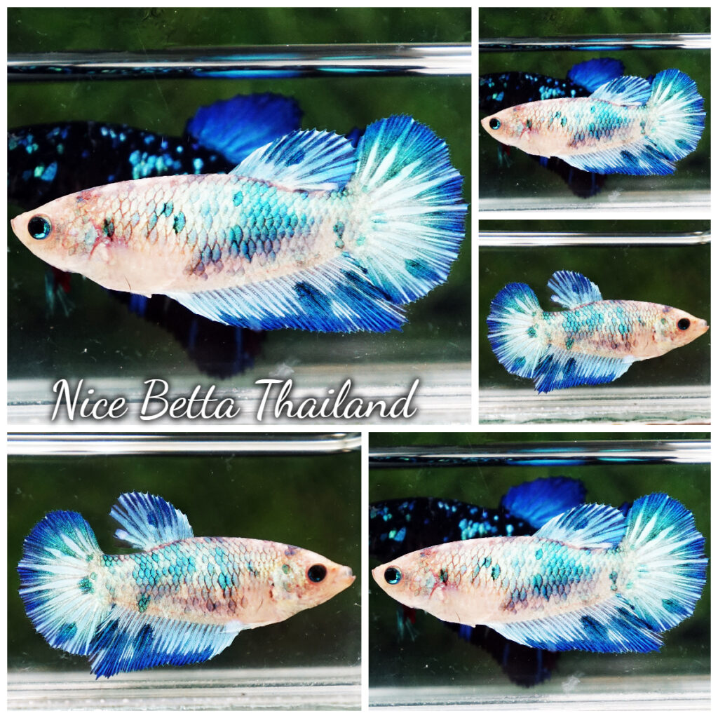 Female Betta fish Blue Marble HM - nicebettathailand.com