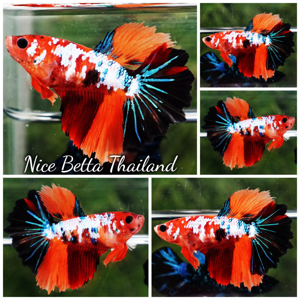 Multicolor betta fish for Sale - nicebettathailand.com
