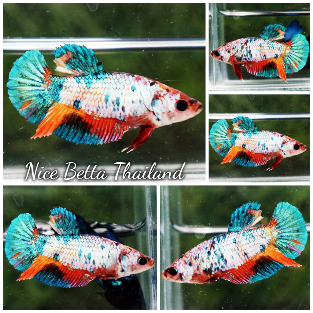 Female Betta fish Rainbow Candy Nemo HMPK - nicebettathailand.com
