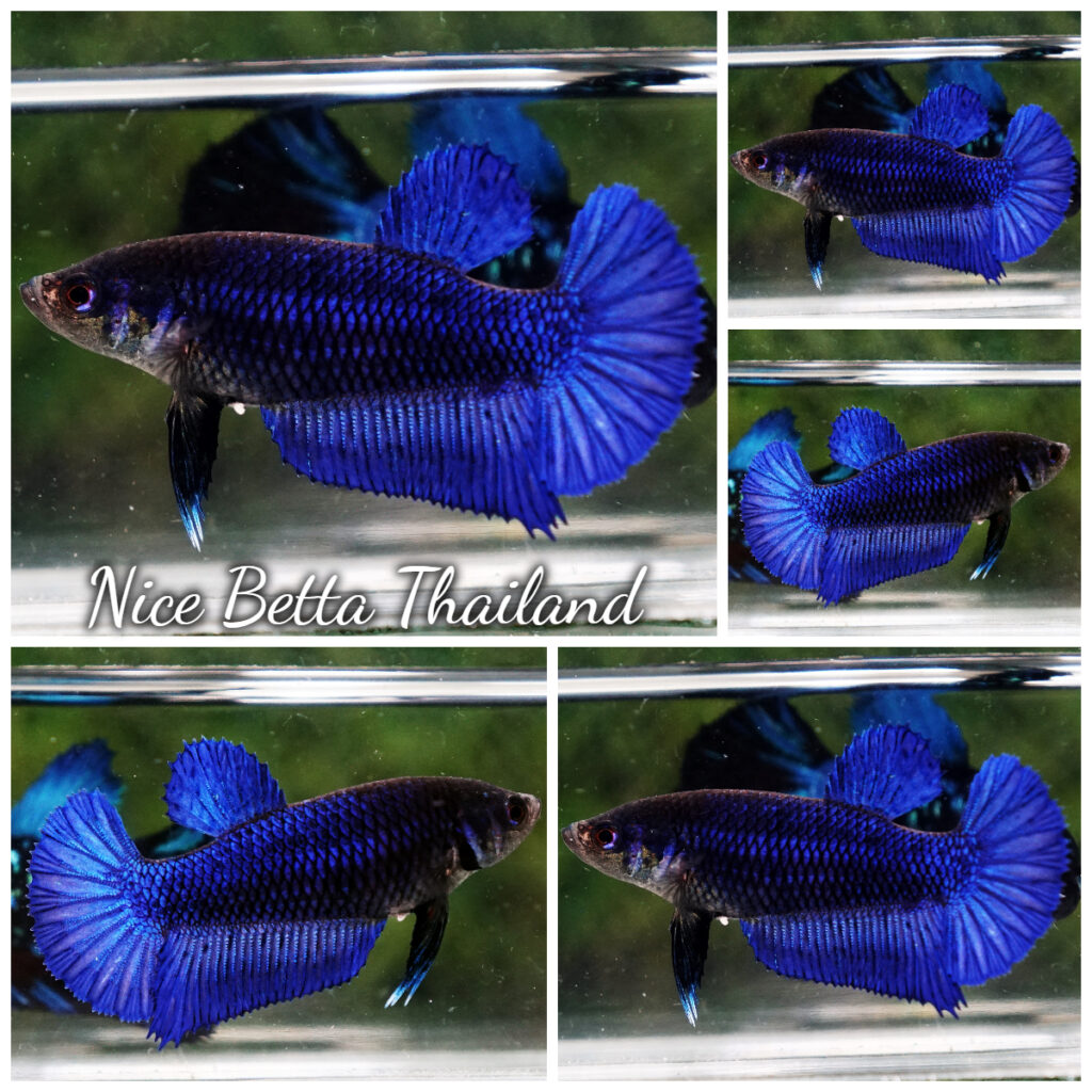 Female Betta fish Royal Blue HM - nicebettathailand.com