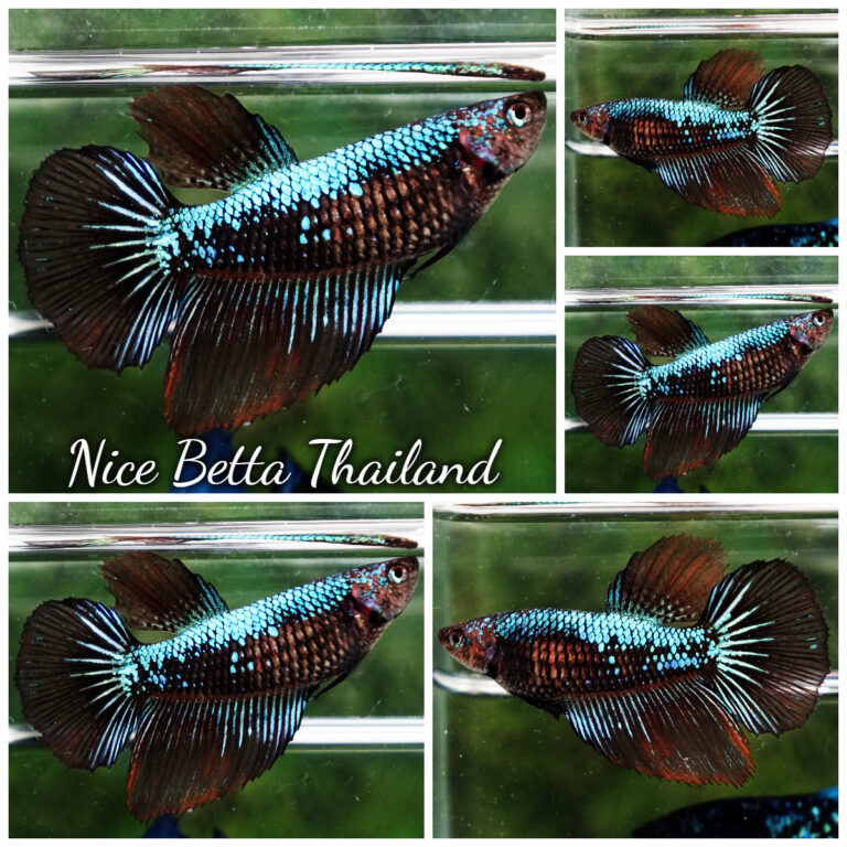 Samurai betta fish for Sale - nicebettathailand.com