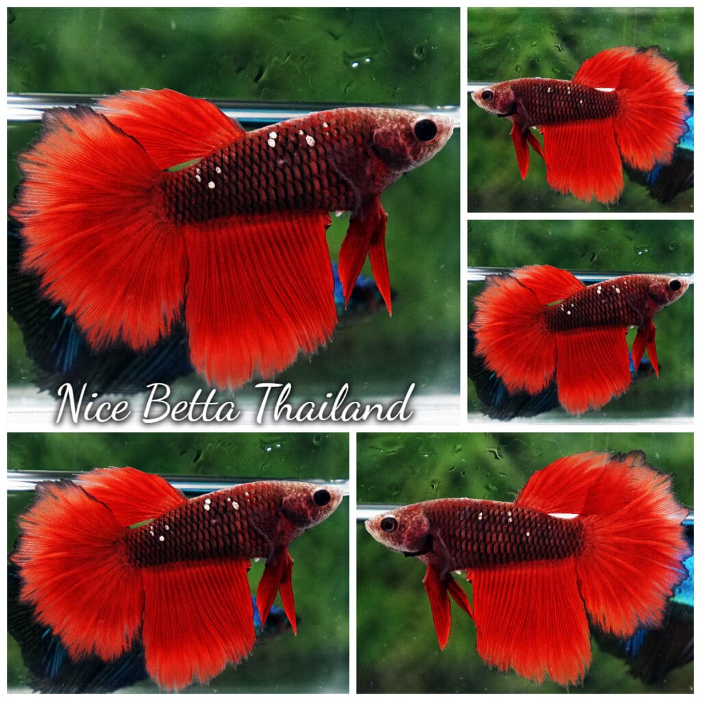 Female Betta Fish Hell Girl Star Rosetail HM - nicebettathailand.com