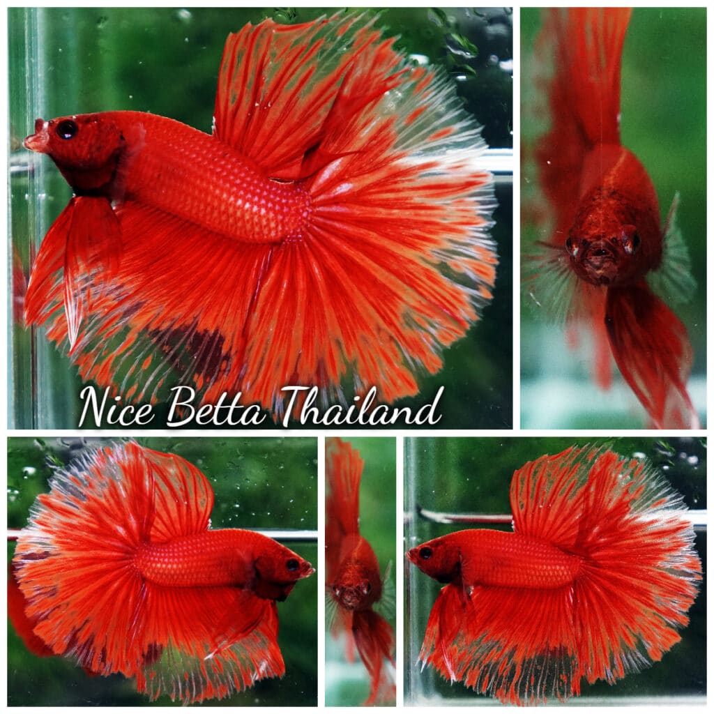 Betta fish shop - nicebettathailand.com