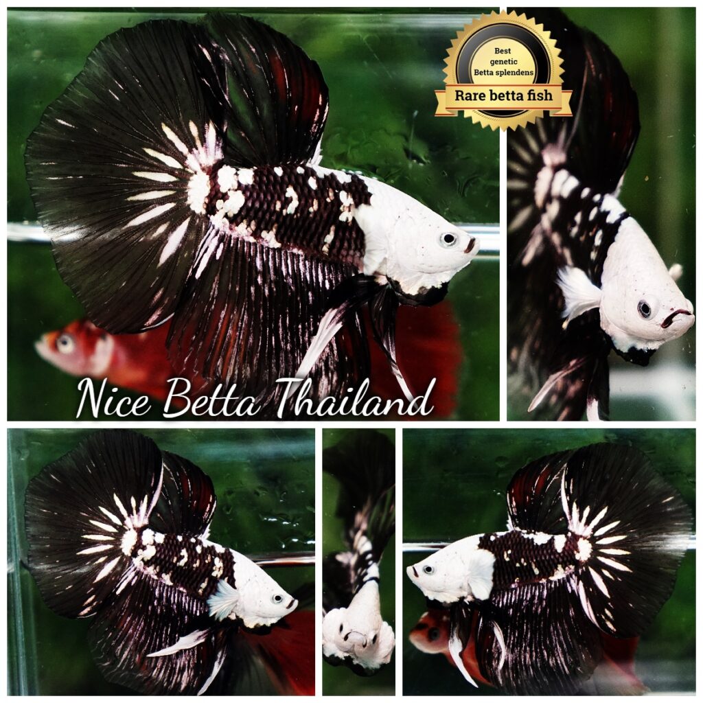 Samurai betta fish for Sale - nicebettathailand.com