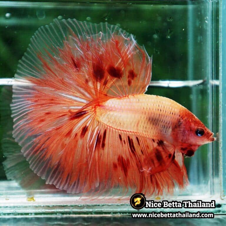 Betta fish Armageddon Meteor Large Size OHM - nicebettathailand.com