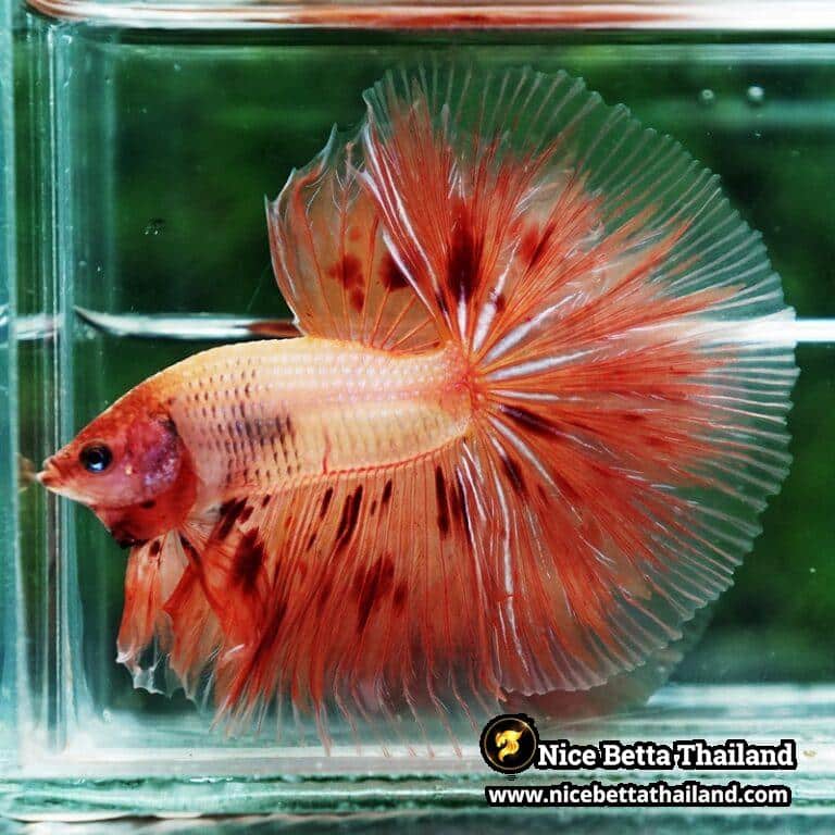 Betta fish Armageddon Meteor Large Size OHM - nicebettathailand.com