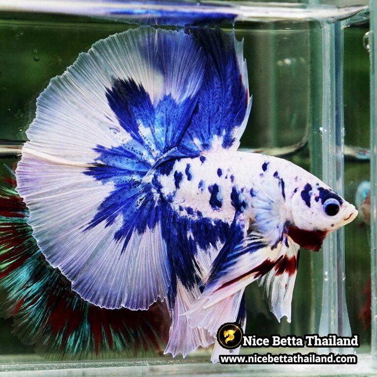 Betta Fish Prince of Blue Marble Dot Hawk OHM - nicebettathailand.com
