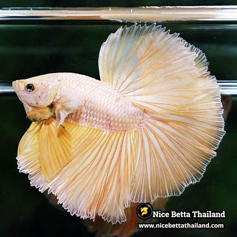 Dragon Betta Fish for Sale - nicebettathailand.com