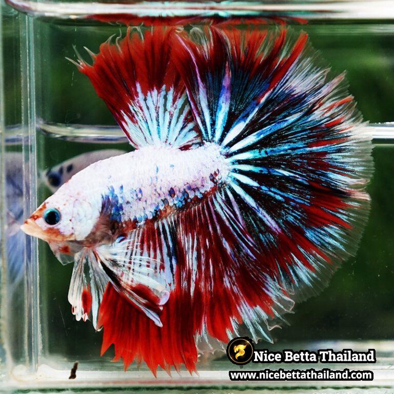 King betta fish for Sale - nicebettathailand.com