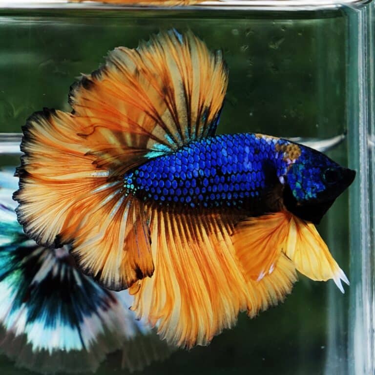 Mustard Gas Betta Fish for Sale - nicebettathailand.com