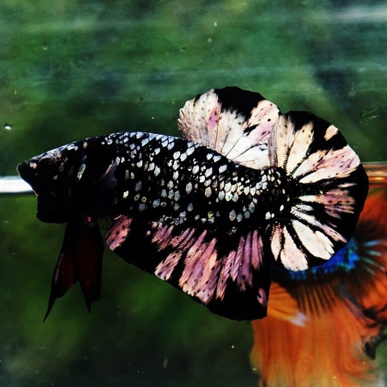 Betta Fish The Dark Nebula HMPK (Rare) - nicebettathailand.com