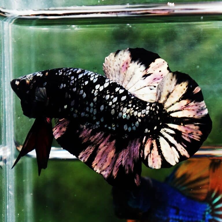 Betta Fish The Dark Nebula HMPK (Rare) - nicebettathailand.com