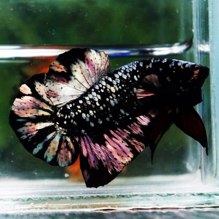 Betta Fish The Dark Nebula HMPK (Rare) - nicebettathailand.com