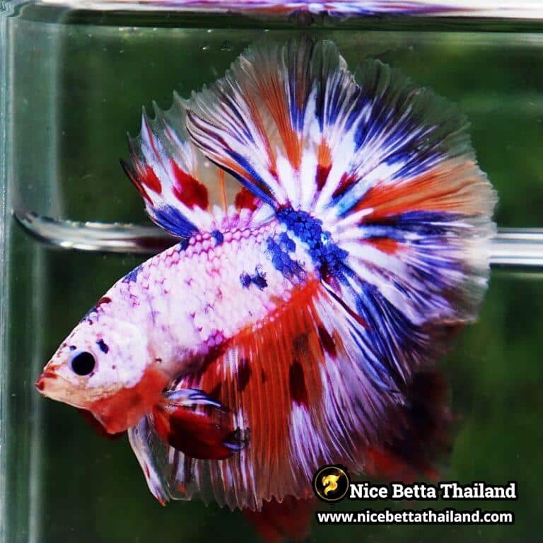 Betta Fish Siam Rainbow Candy Nemo OHM - nicebettathailand.com