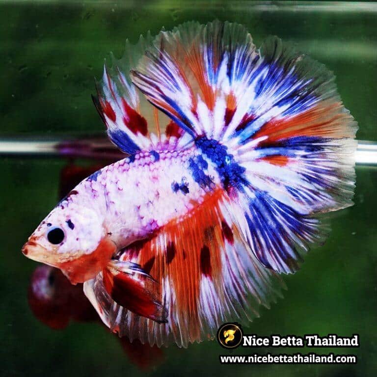Betta Fish Siam Rainbow Candy Nemo OHM - nicebettathailand.com