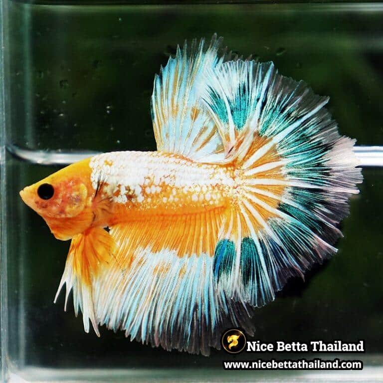 Betta fish Fancy Yellow Star Dust Tricolor OHM - nicebettathailand.com