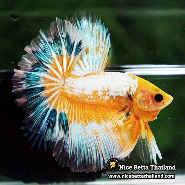 Betta fish Fancy Yellow Star Dust Tricolor OHM - nicebettathailand.com