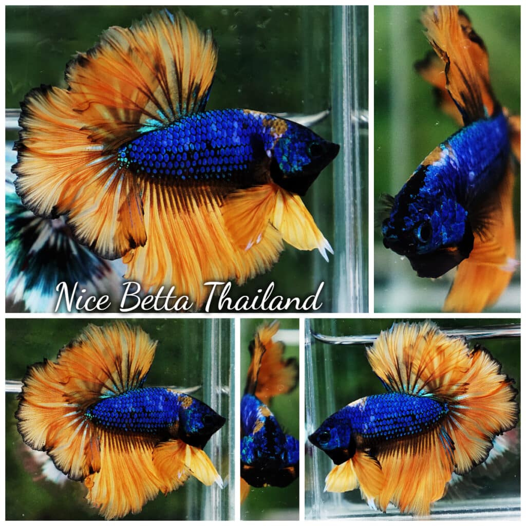 Sky Hawk betta fish for Sale - nicebettathailand.com
