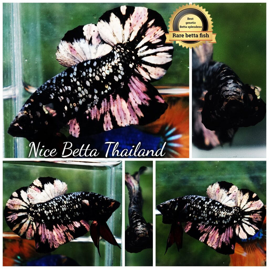 Avatar Betta Fish for Sale - nicebettathailand.com