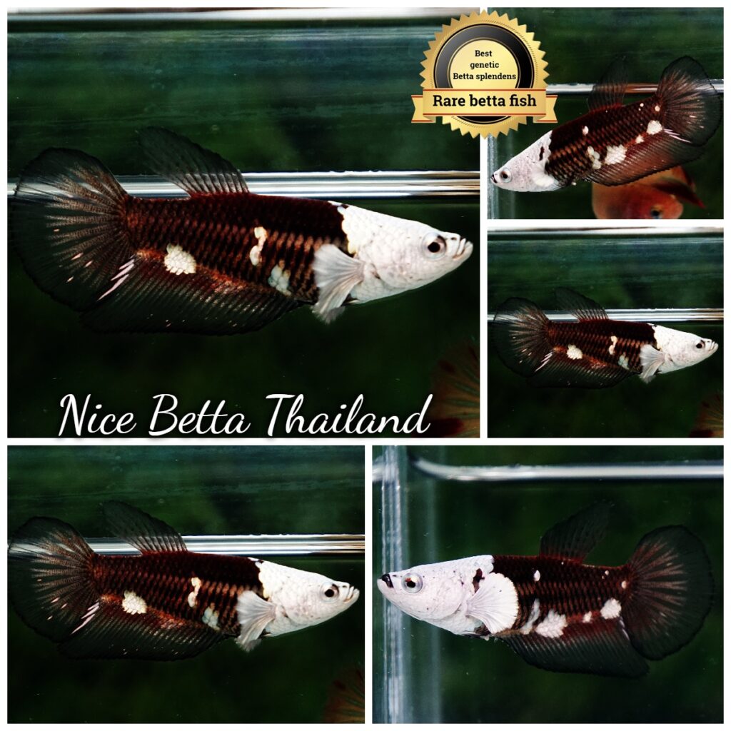Samurai betta fish for Sale - nicebettathailand.com