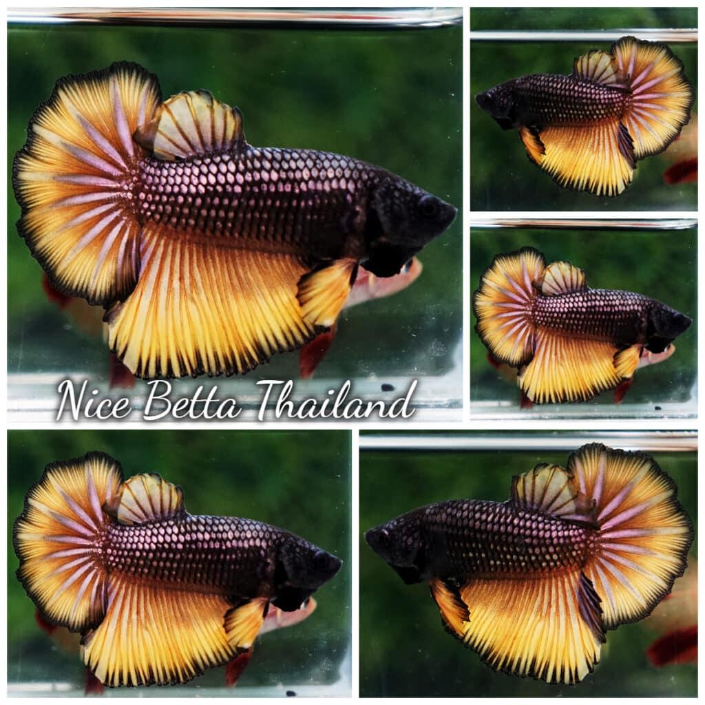 Samurai betta fish for Sale - nicebettathailand.com