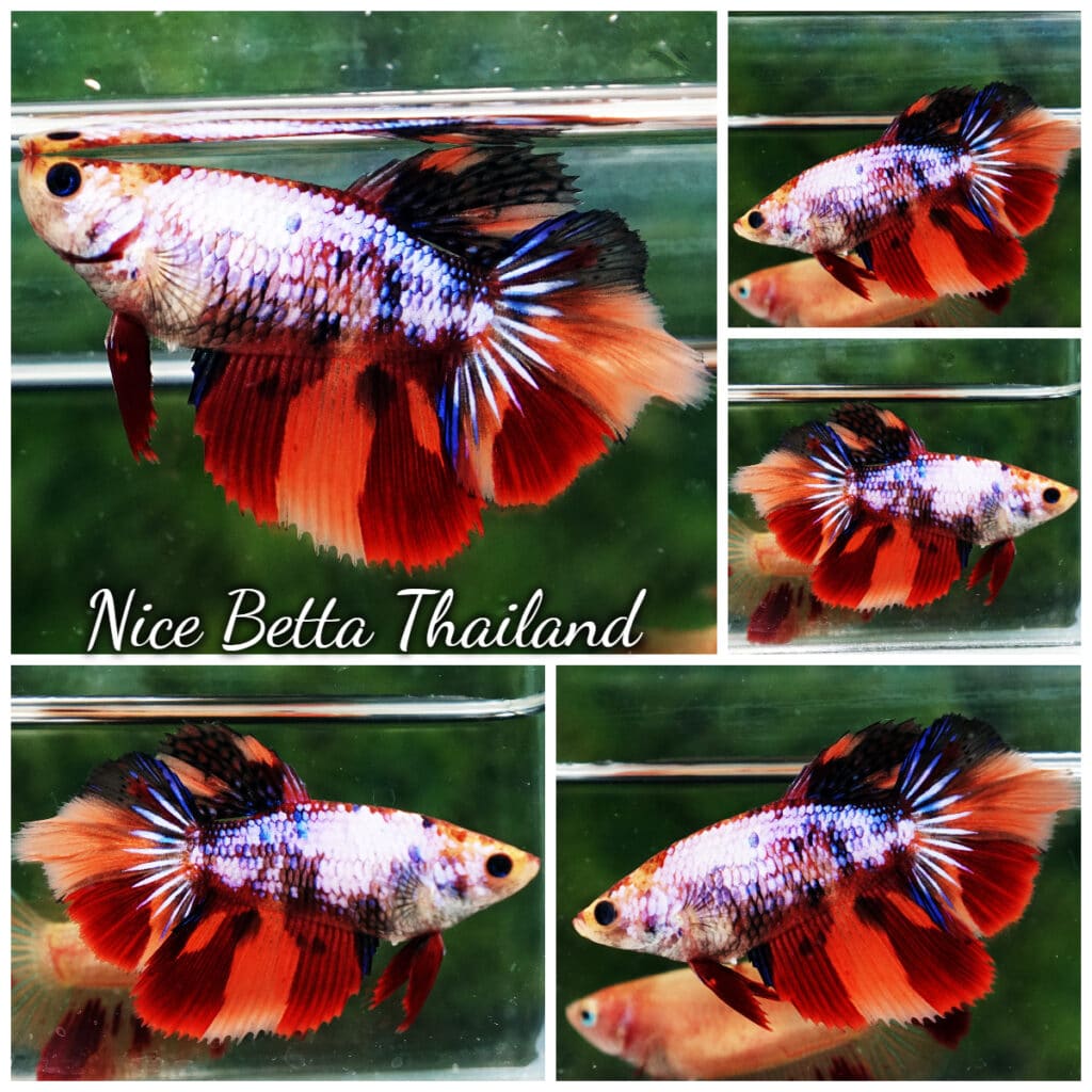 Multicolor betta fish for Sale - nicebettathailand.com